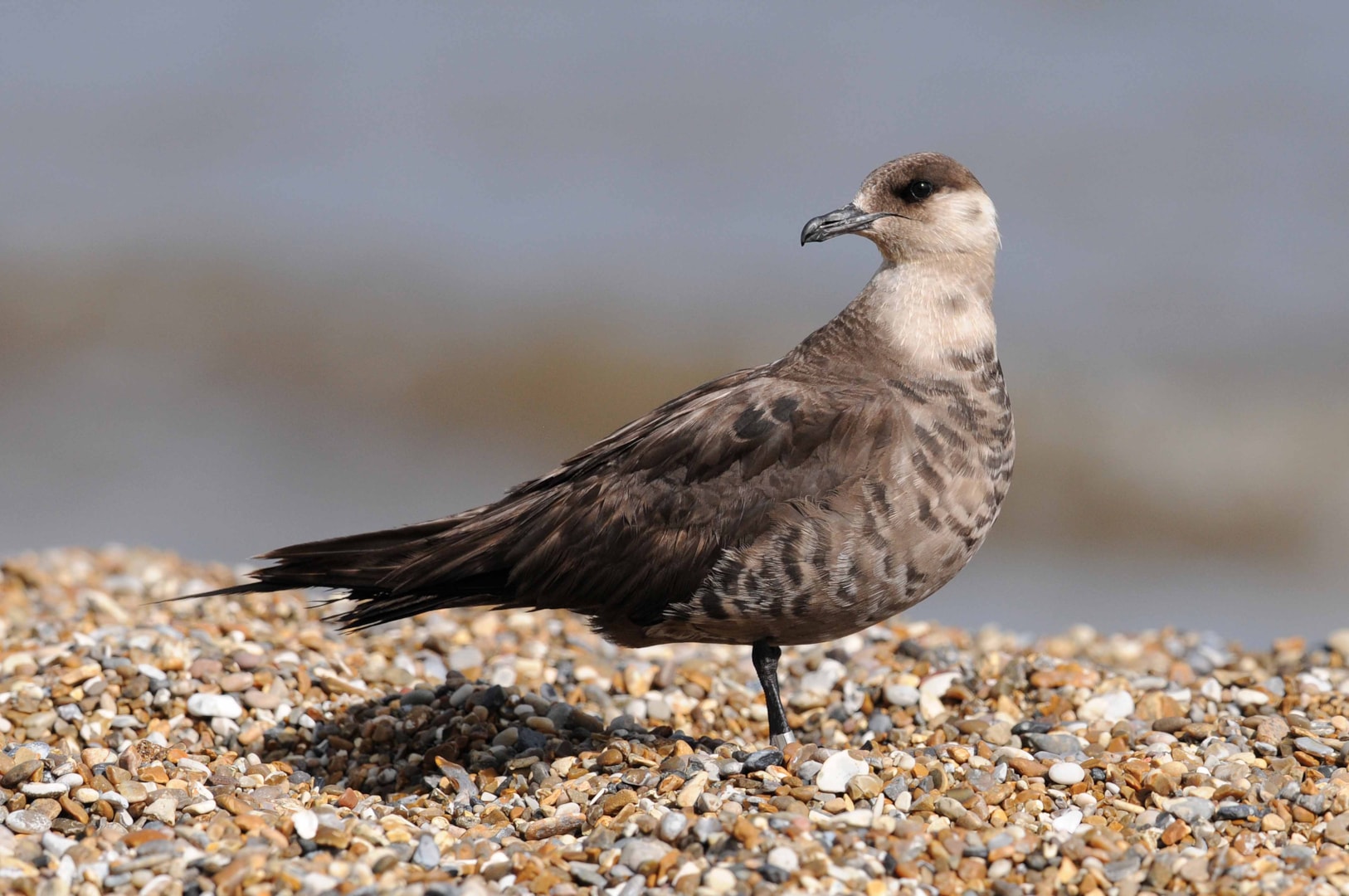 Arctic Skua by Nick Appleton - BirdGuides
