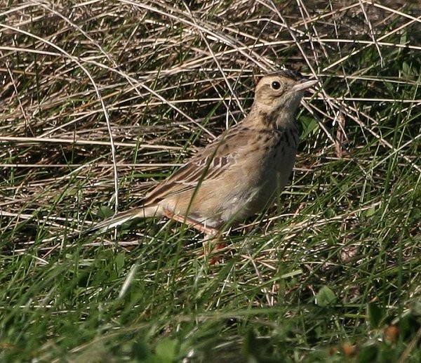 Details : Richard's Pipit - BirdGuides