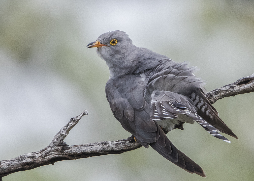 Details : African Cuckoo - BirdGuides