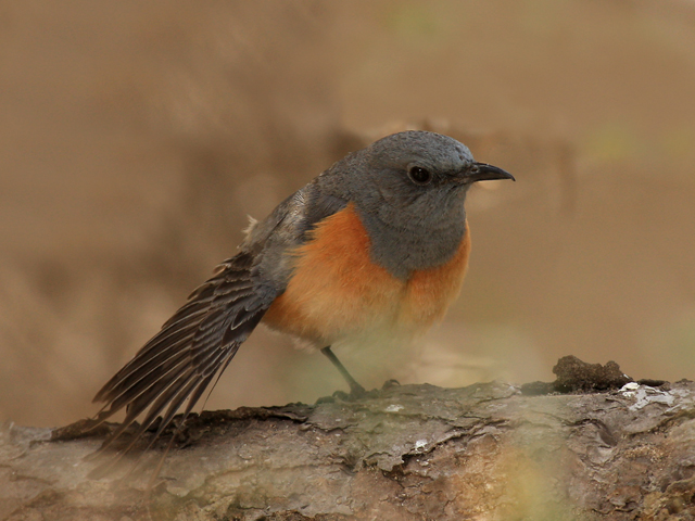 Details : Littoral Rock Thrush - BirdGuides
