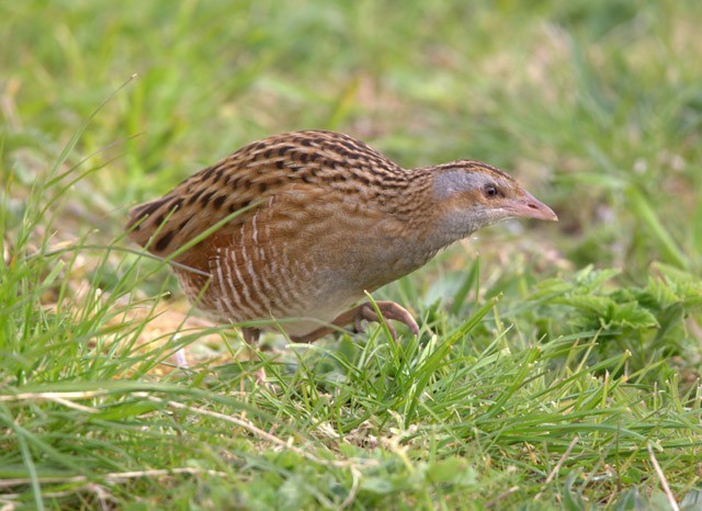 Details : Corncrake - BirdGuides