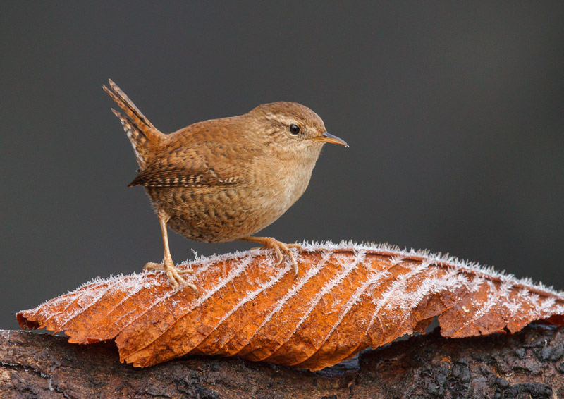 Details : Eurasian Wren - BirdGuides