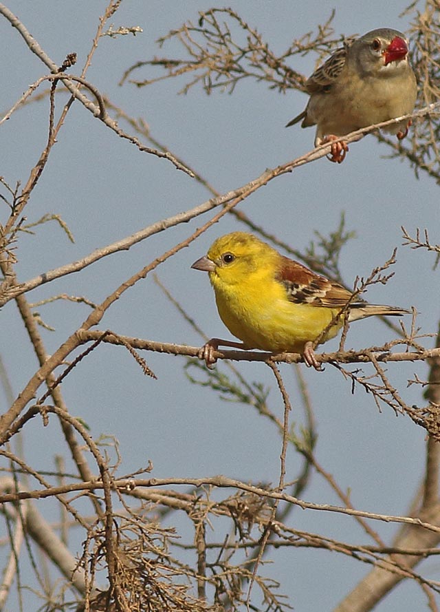 Details : Sudan Golden Sparrow - BirdGuides
