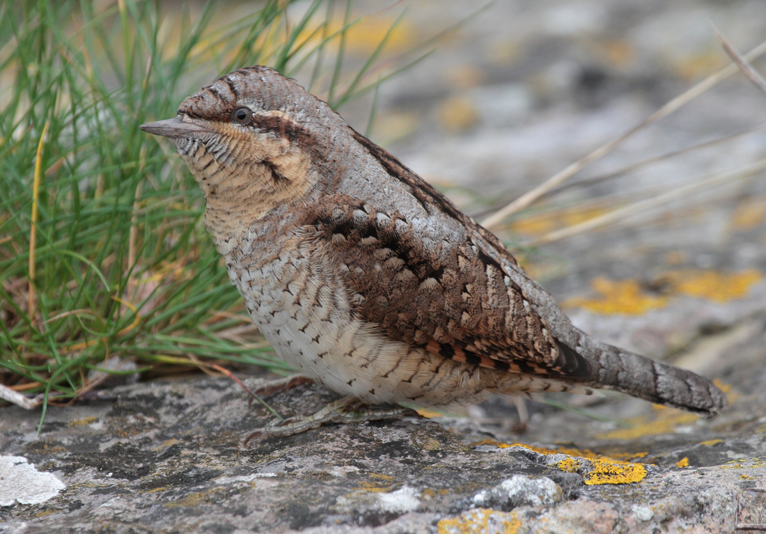 Details : Wryneck - BirdGuides