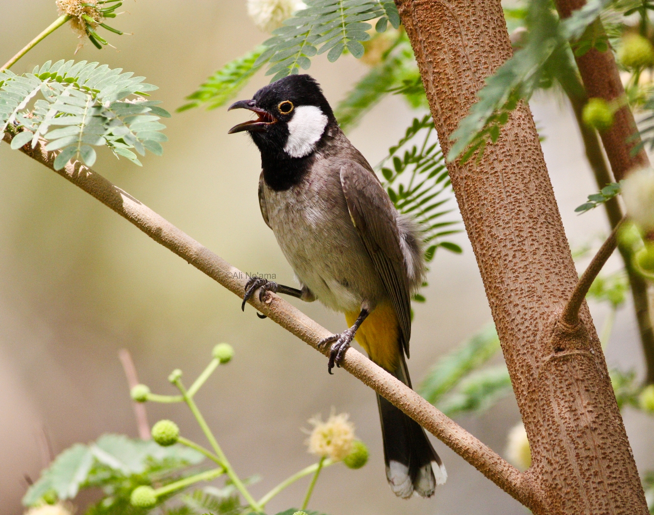 Details : White-eared Bulbul - BirdGuides