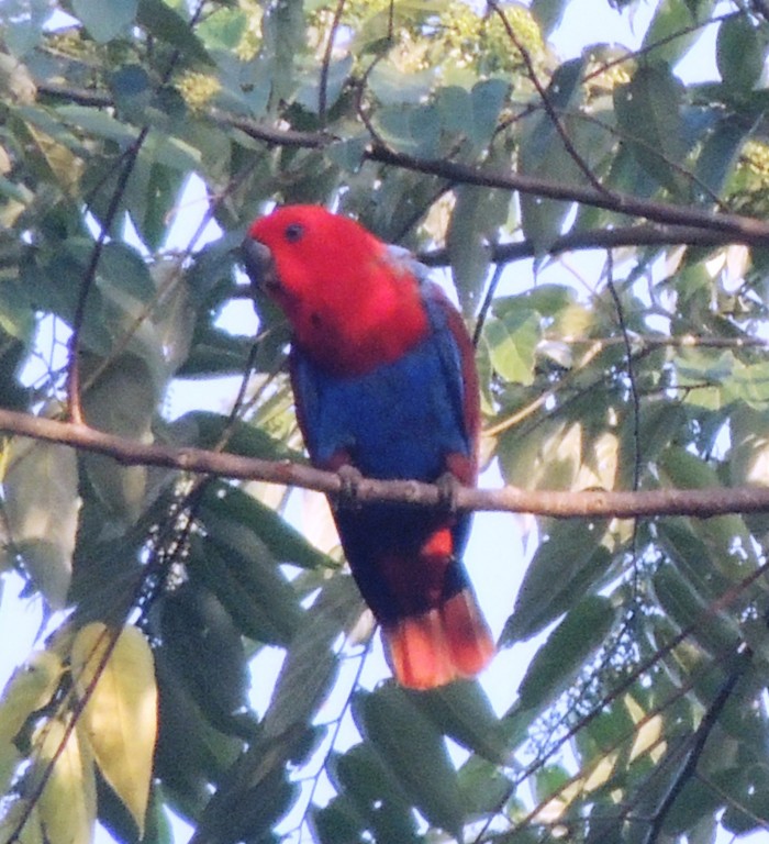 Details : Moluccan Eclectus - BirdGuides