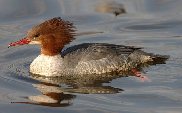 Details : Goosander - BirdGuides