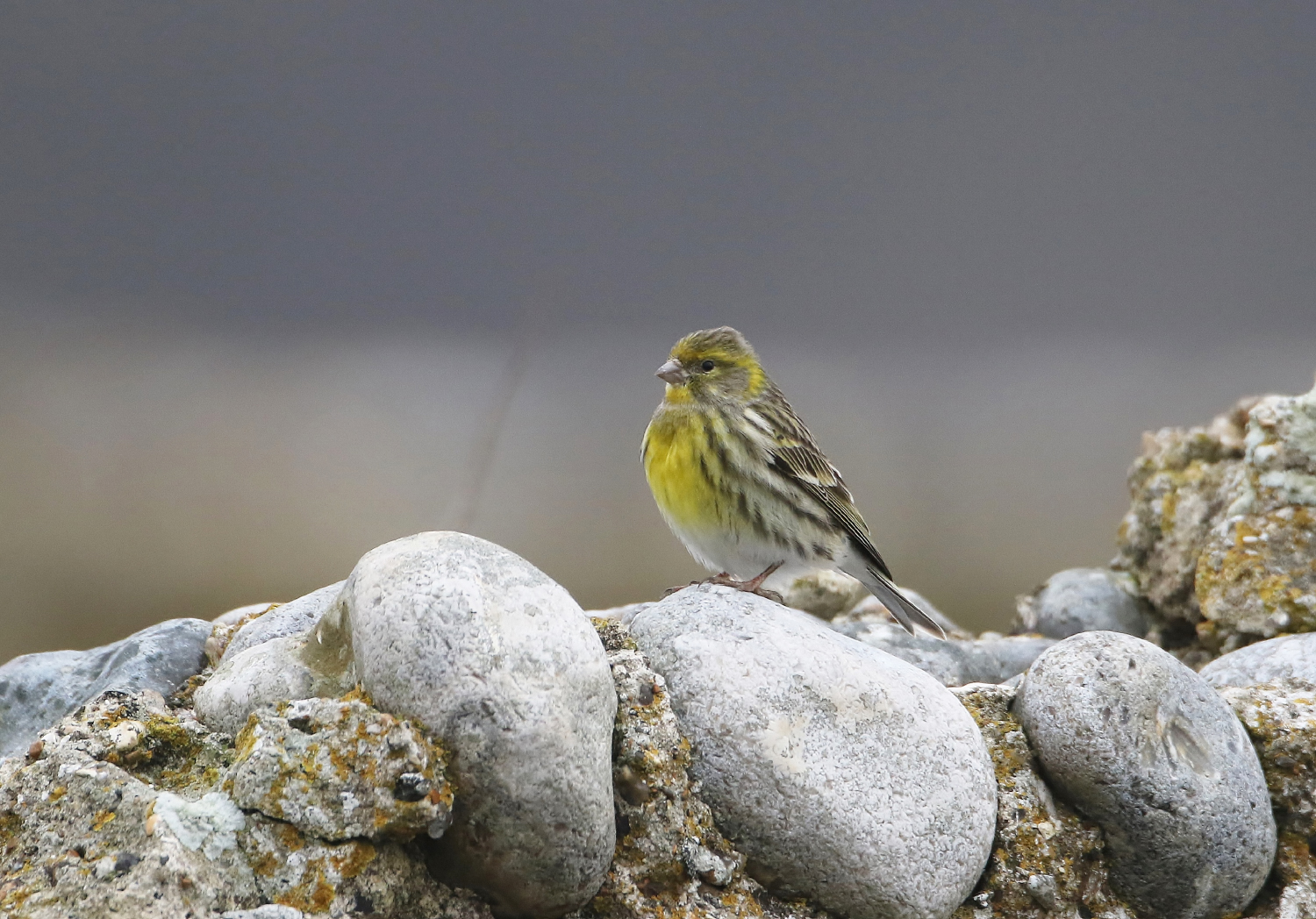 Details : European Serin - BirdGuides
