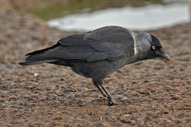 Details : Nordic Jackdaw - BirdGuides
