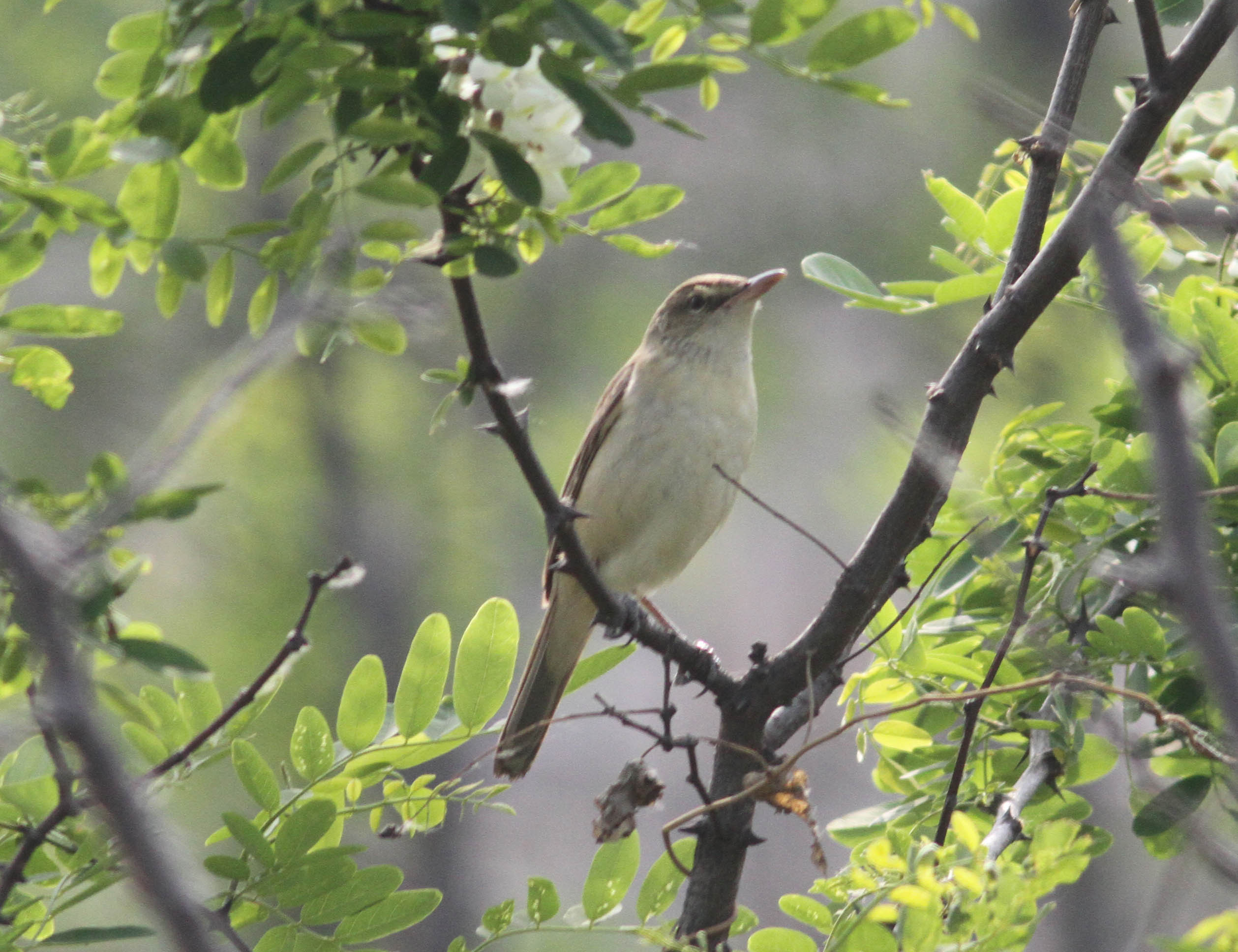 Details : Oriental Reed Warbler - BirdGuides