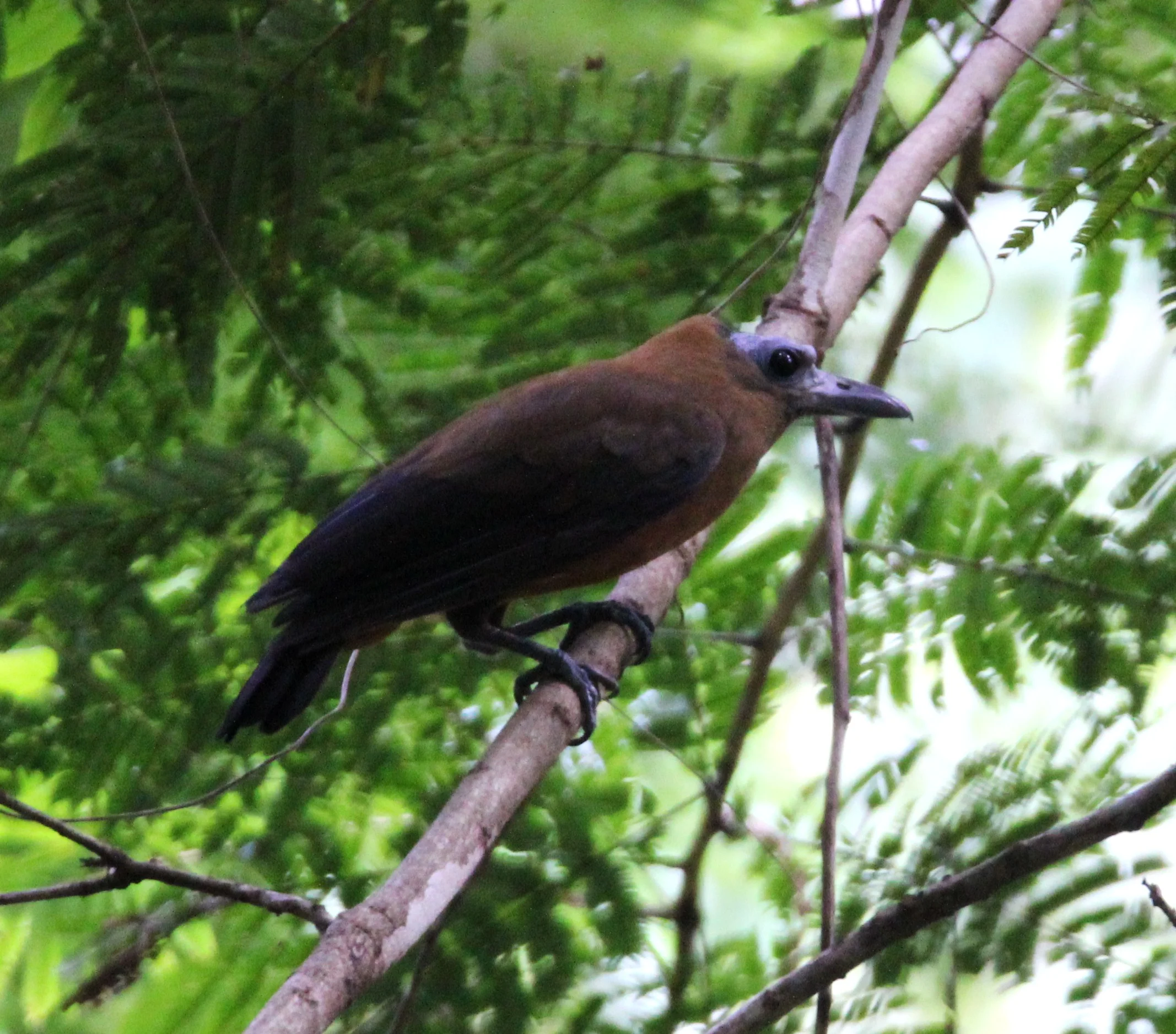 Details : Capuchinbird - BirdGuides