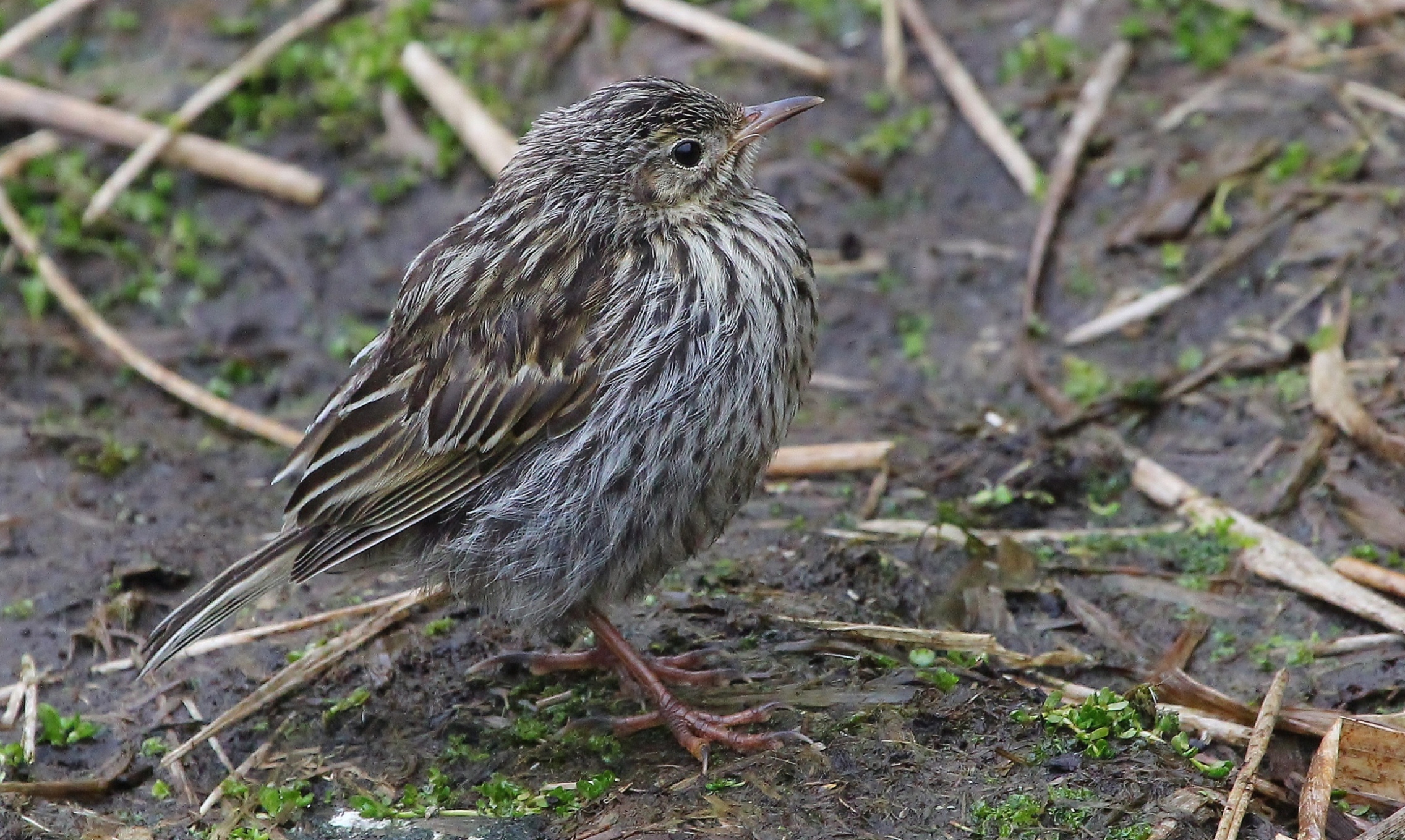 Details : South Georgia Pipit - BirdGuides