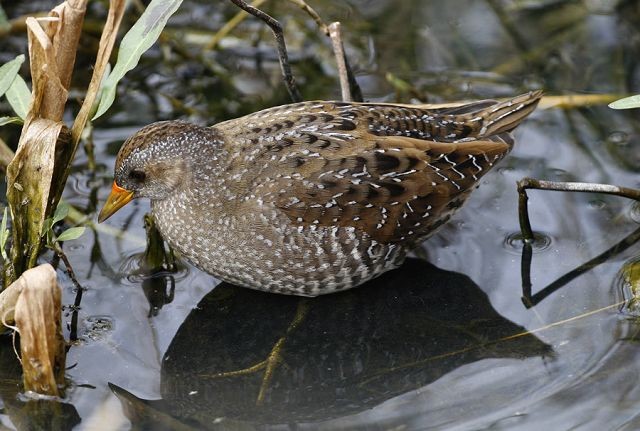 Details : Spotted Crake - BirdGuides