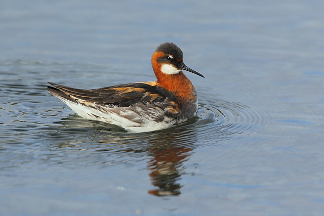 Record year as Red-necked Phalarope returns to the Uists - BirdGuides