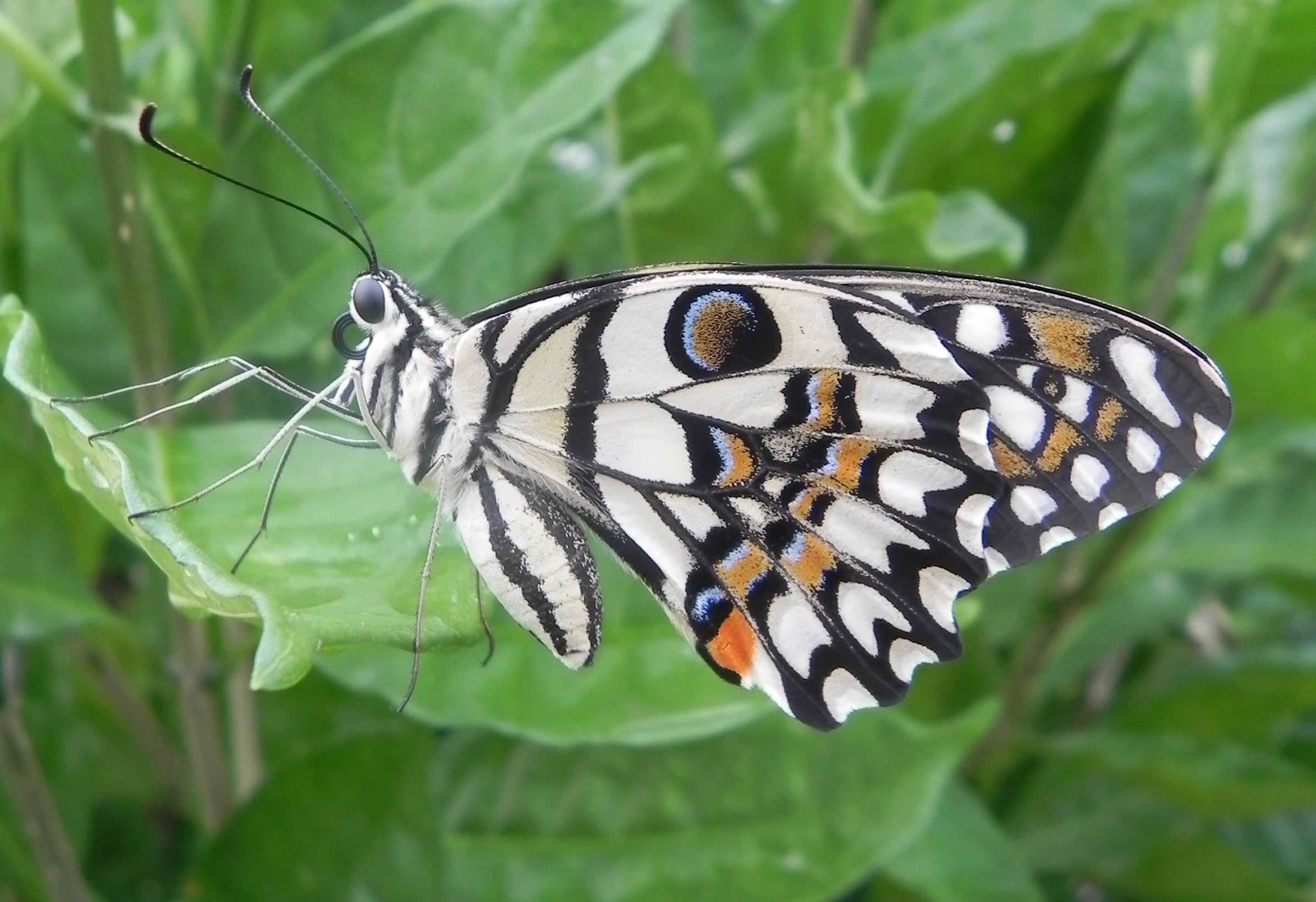 Details : Lime Swallowtail - BirdGuides