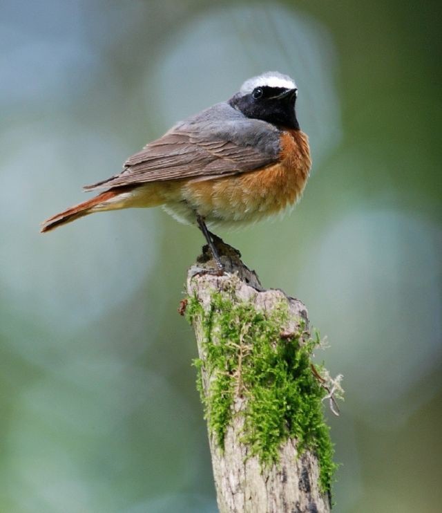 Details : Common Redstart - BirdGuides