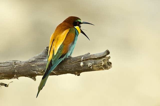 Details : European Bee-eater - BirdGuides