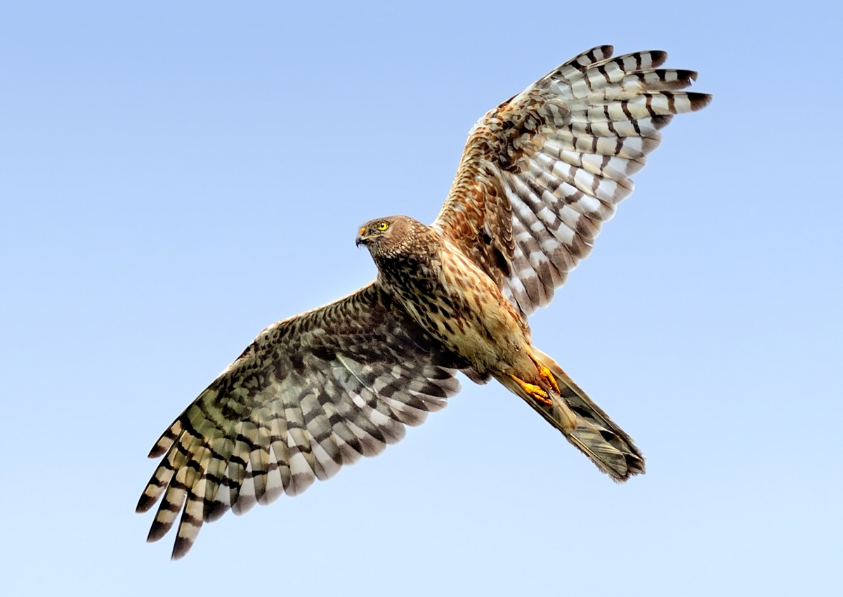 Hen Harrier reaches the brink of extinction in England - BirdGuides