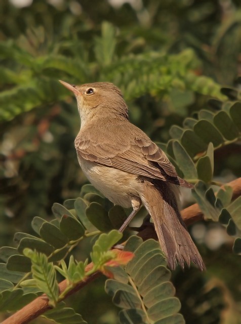 Details : Basra Reed Warbler - BirdGuides