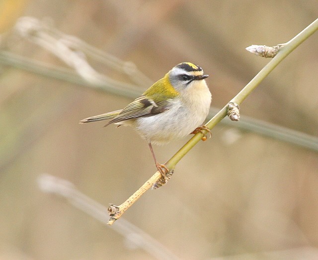 Details : Firecrest - BirdGuides