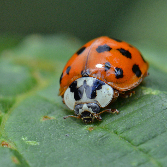 Extraordinary ladybird flight paths revealed by radar data - BirdGuides