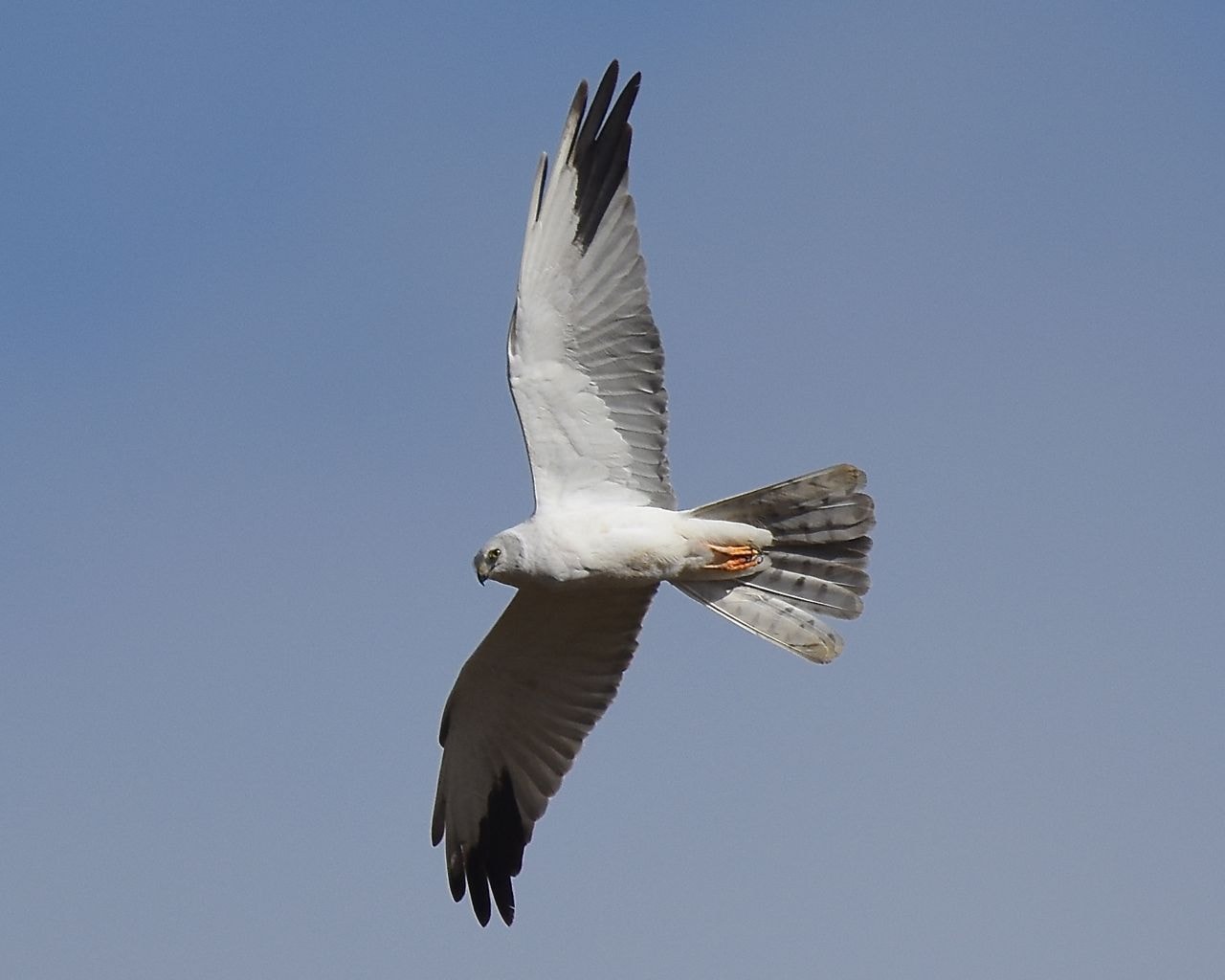Pallid Harrier by Roger Ridley - BirdGuides