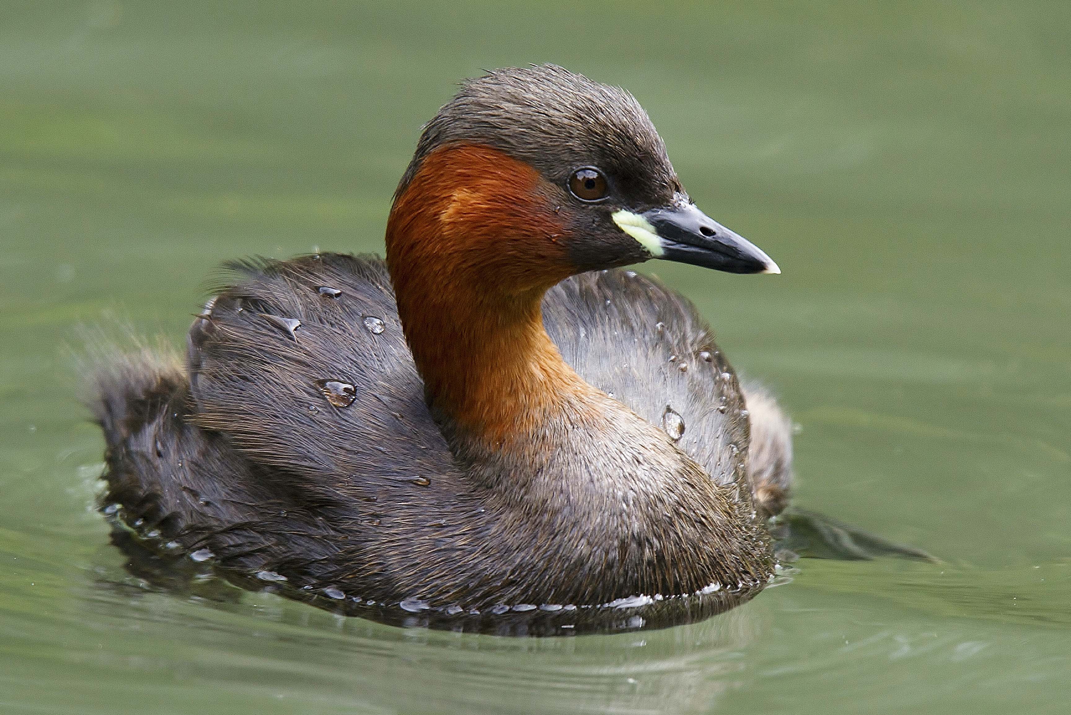 Little Grebe by Clive Daelman - BirdGuides