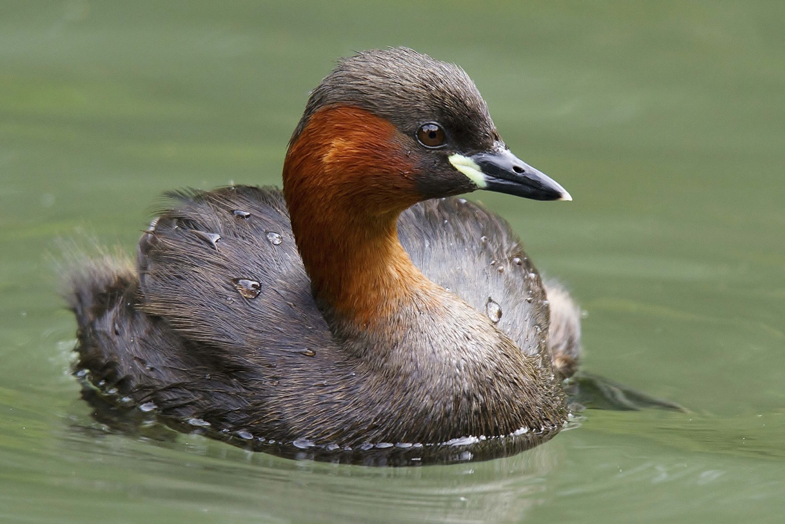 Little Grebe by Clive Daelman - BirdGuides