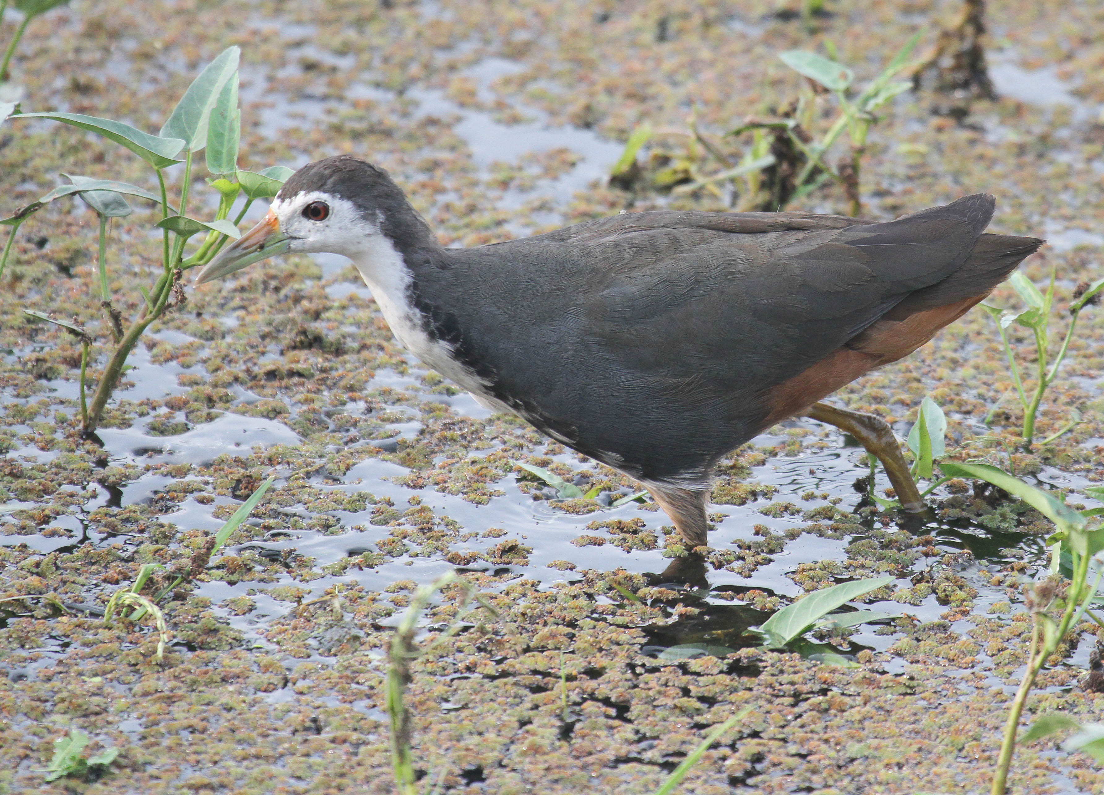 Details : White-breasted Waterhen - BirdGuides