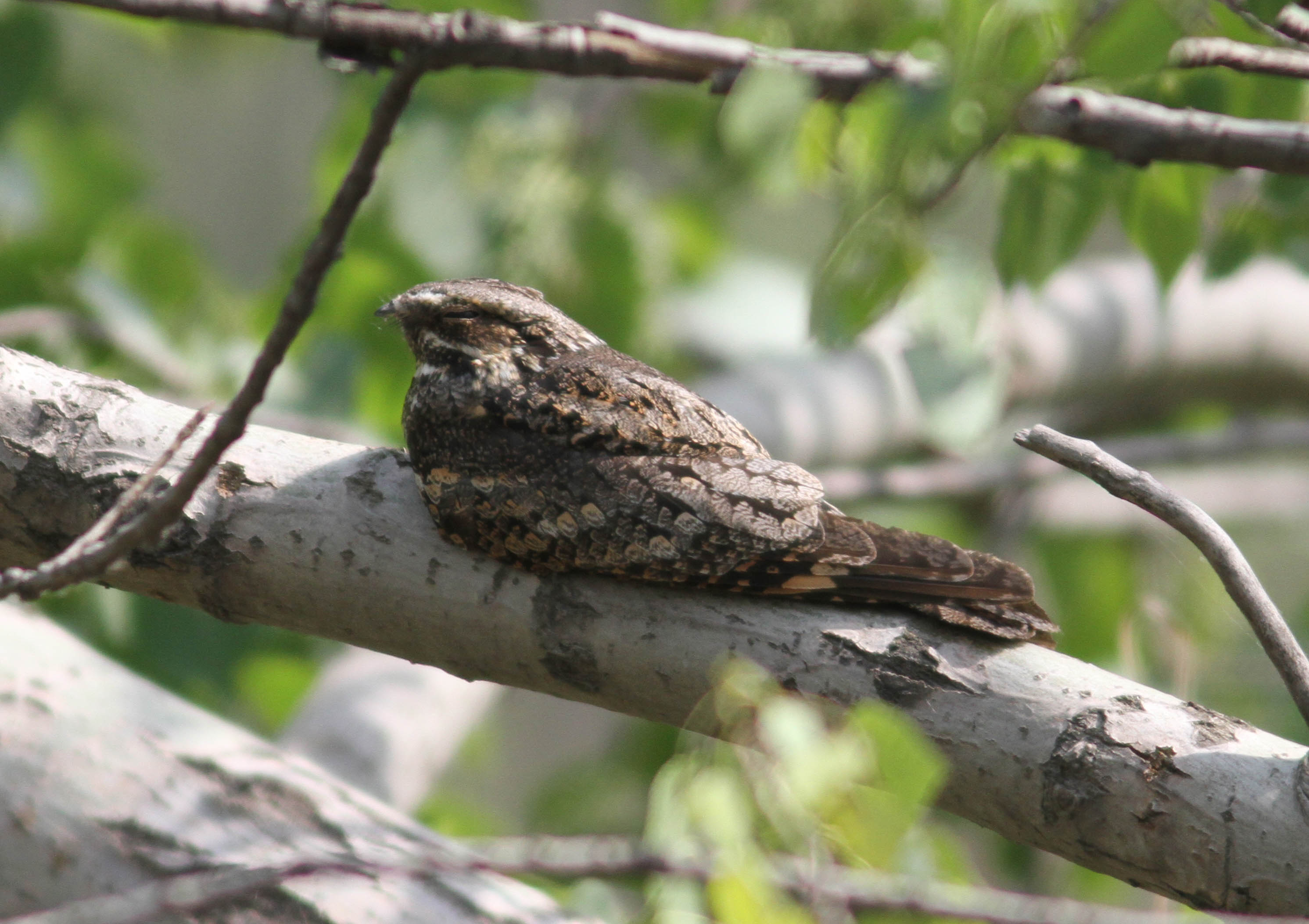 Details : Jungle Nightjar - BirdGuides