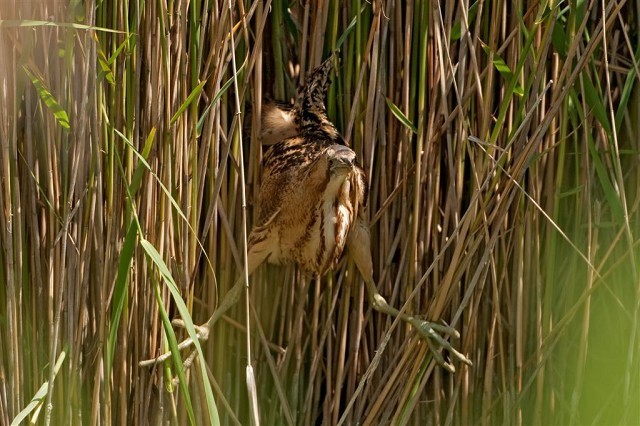 Bittern monitoring in the UK: summary of the 2010 breeding season ...
