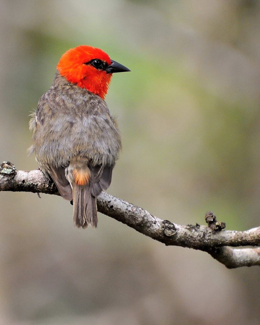Mauritius Fody by Brian Harrison - BirdGuides