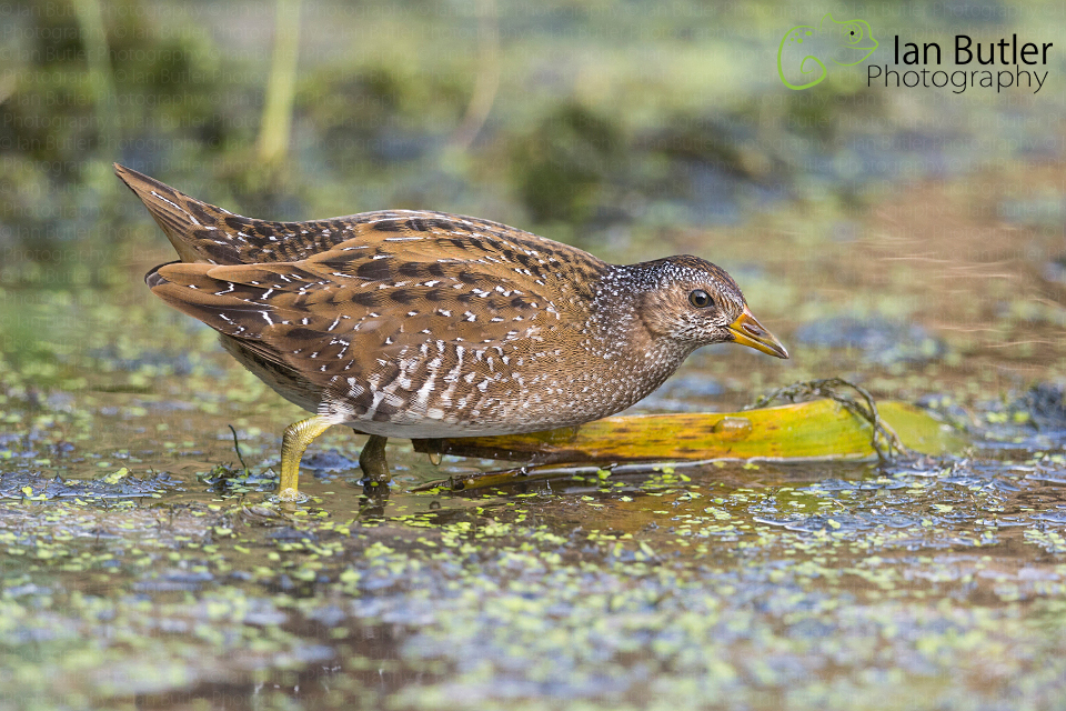 Details : Spotted Crake - BirdGuides