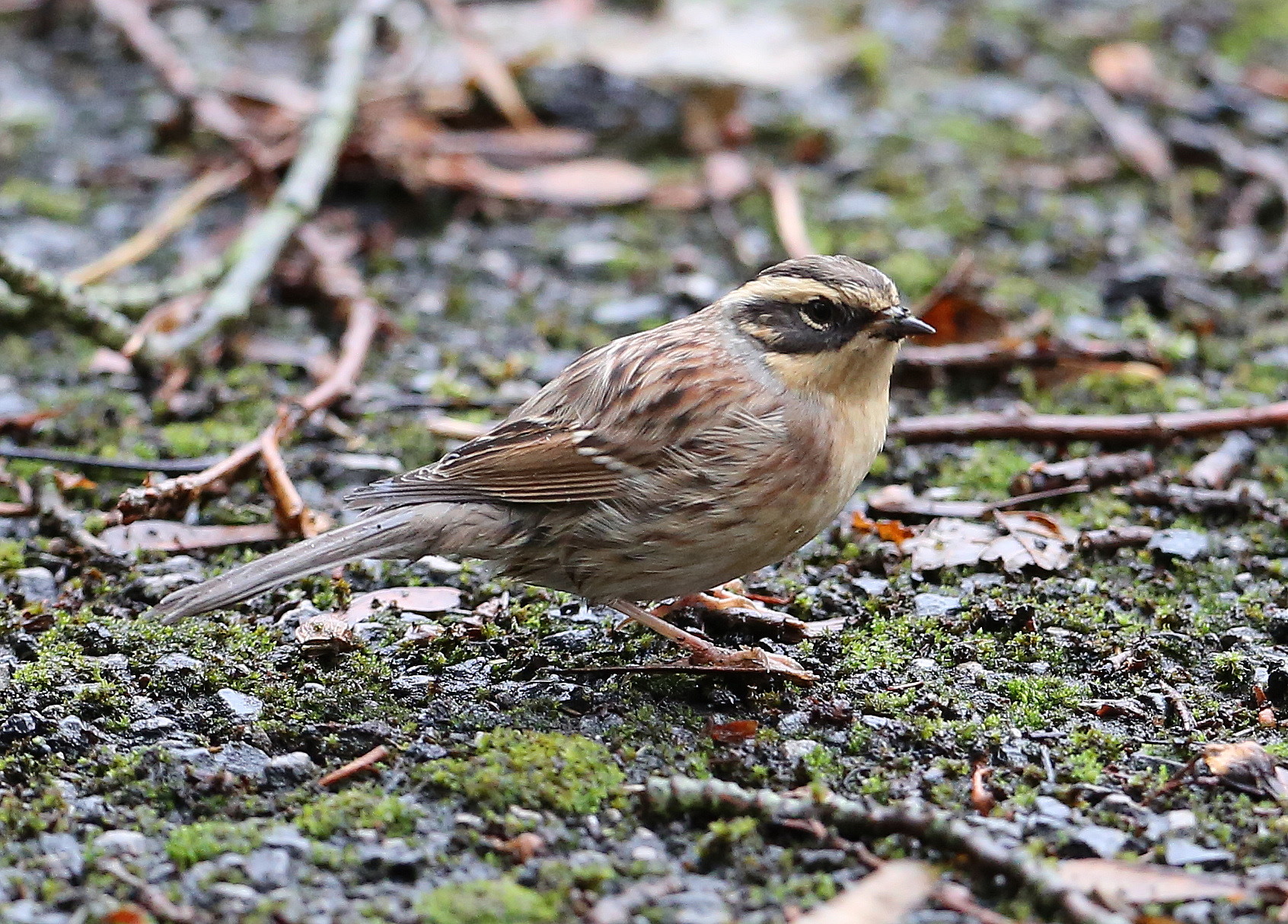 Details : Siberian Accentor - BirdGuides