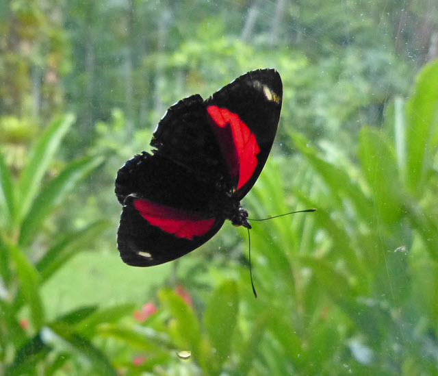 Details : Pygas Eighty-eight - BirdGuides