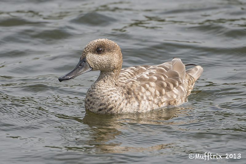 Details : Marbled Duck - BirdGuides