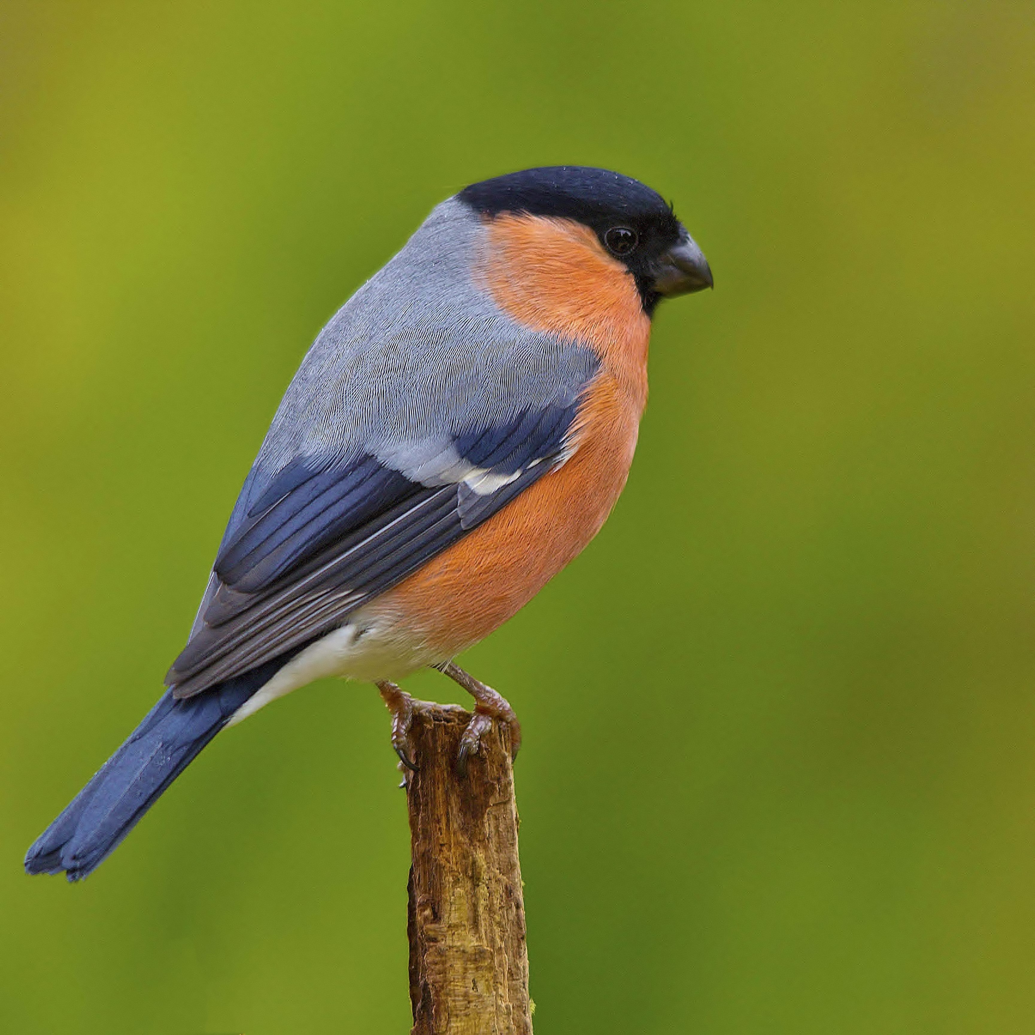 Details : Eurasian Bullfinch - BirdGuides