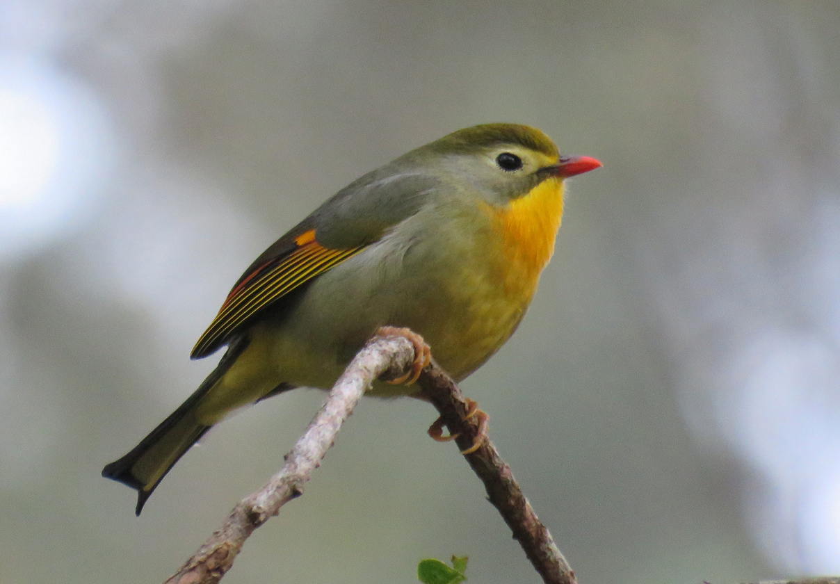 Details : Red-billed Leiothrix - BirdGuides