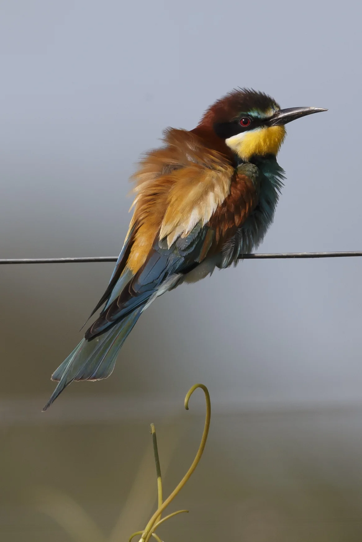 Details : European Bee-eater - BirdGuides