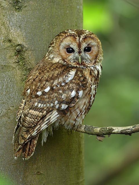 Details : Tawny Owl - BirdGuides