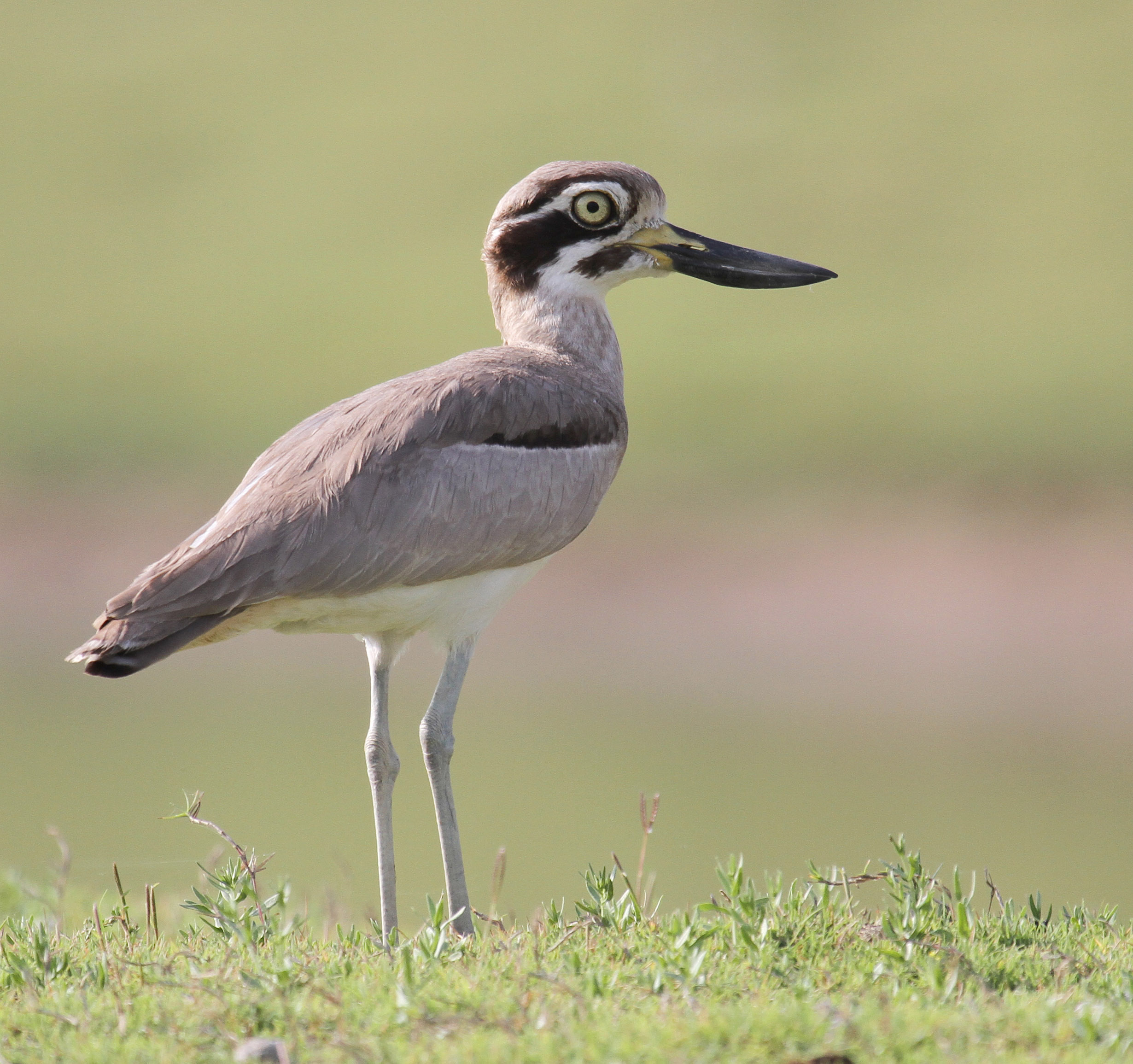 Details : Great Stone-curlew - BirdGuides