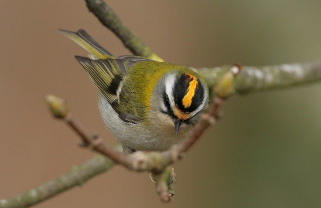 Details : Firecrest - BirdGuides