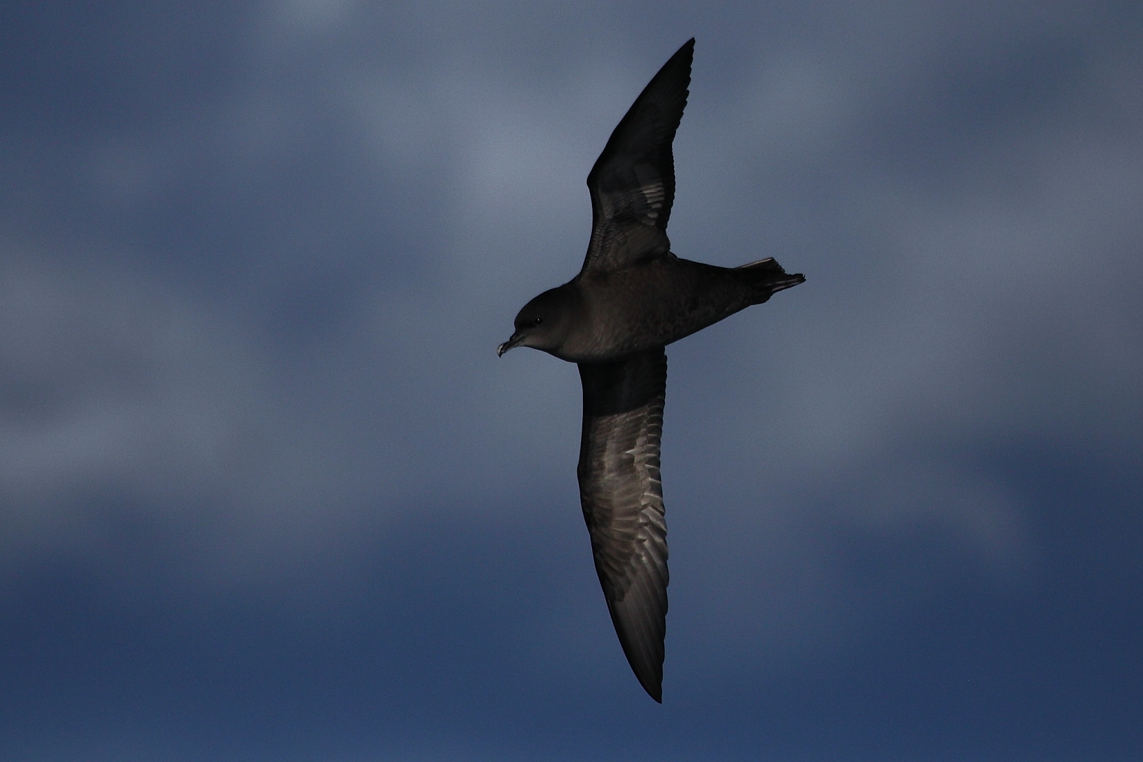 Details : Short-tailed Shearwater - BirdGuides