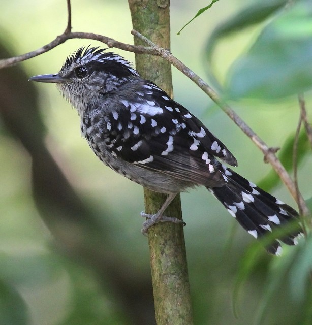 Details : Scaled Antbird - BirdGuides