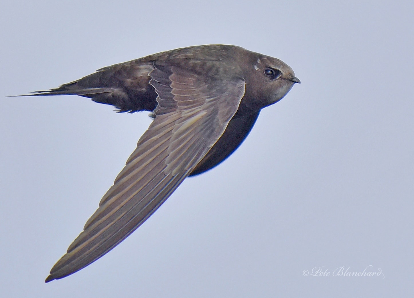 Common Swift by Pete Blanchard - BirdGuides