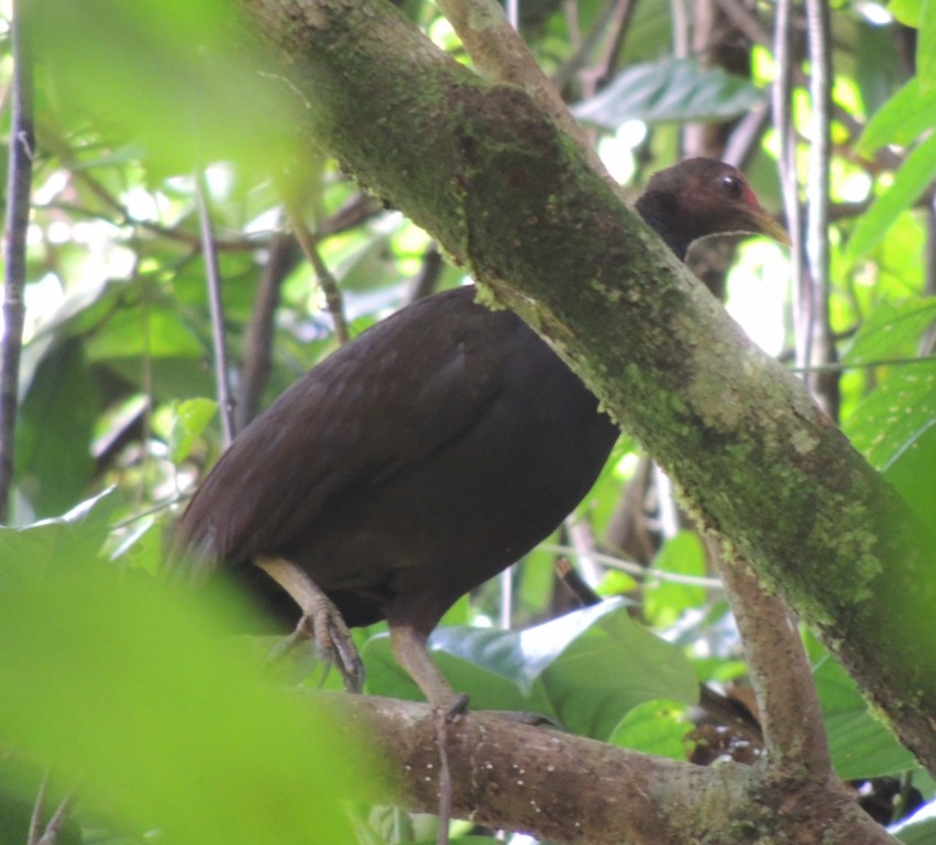 Details : Dusky Megapode - BirdGuides