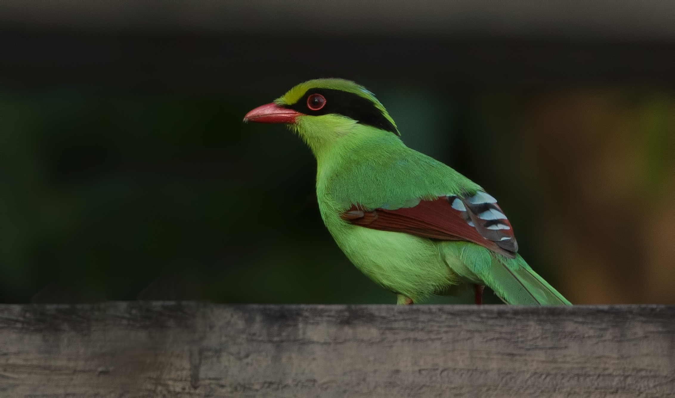 Details : Common Green Magpie - BirdGuides