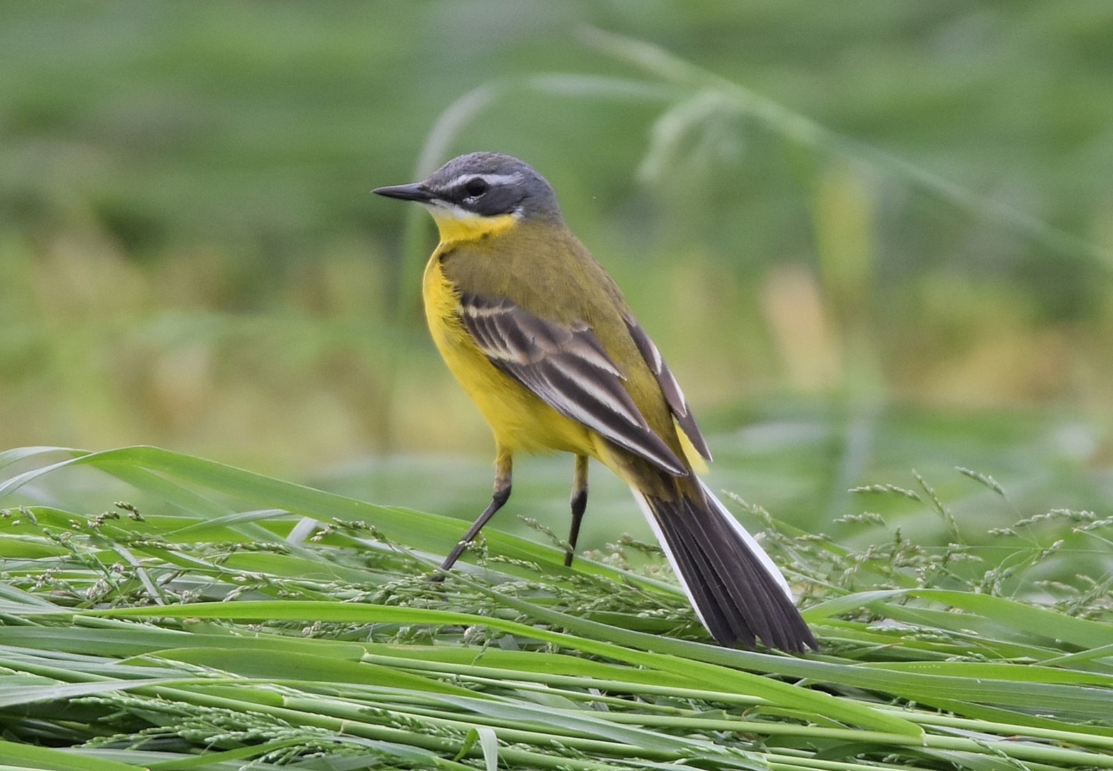 Blue-headed Wagtail by W.Schulenburg - BirdGuides