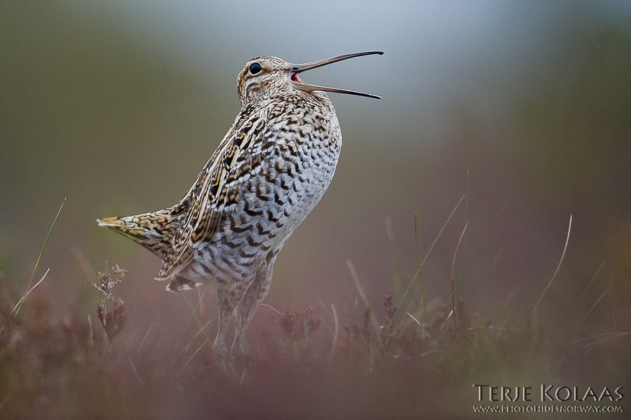 Details : Great Snipe - BirdGuides