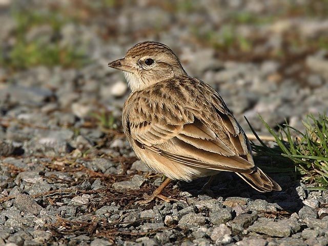Details : Greater Short-toed Lark - BirdGuides